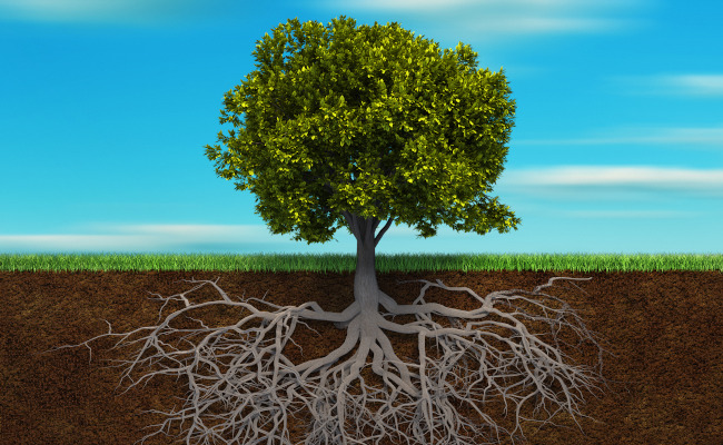 Benefits of Deep Root Fertilizing | Hudson Tree Services